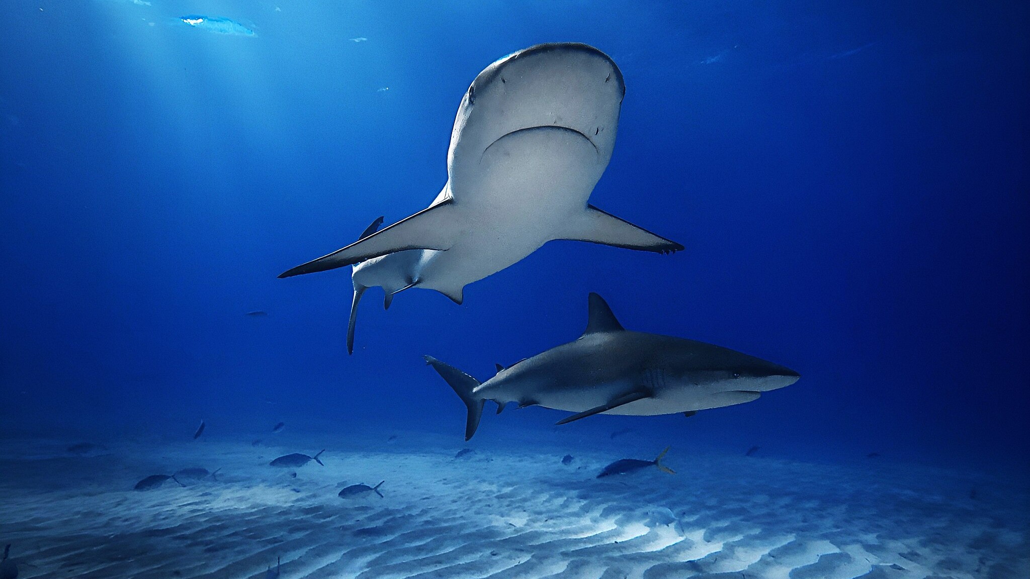 12 Times Sharks Showed Signs of Intelligence