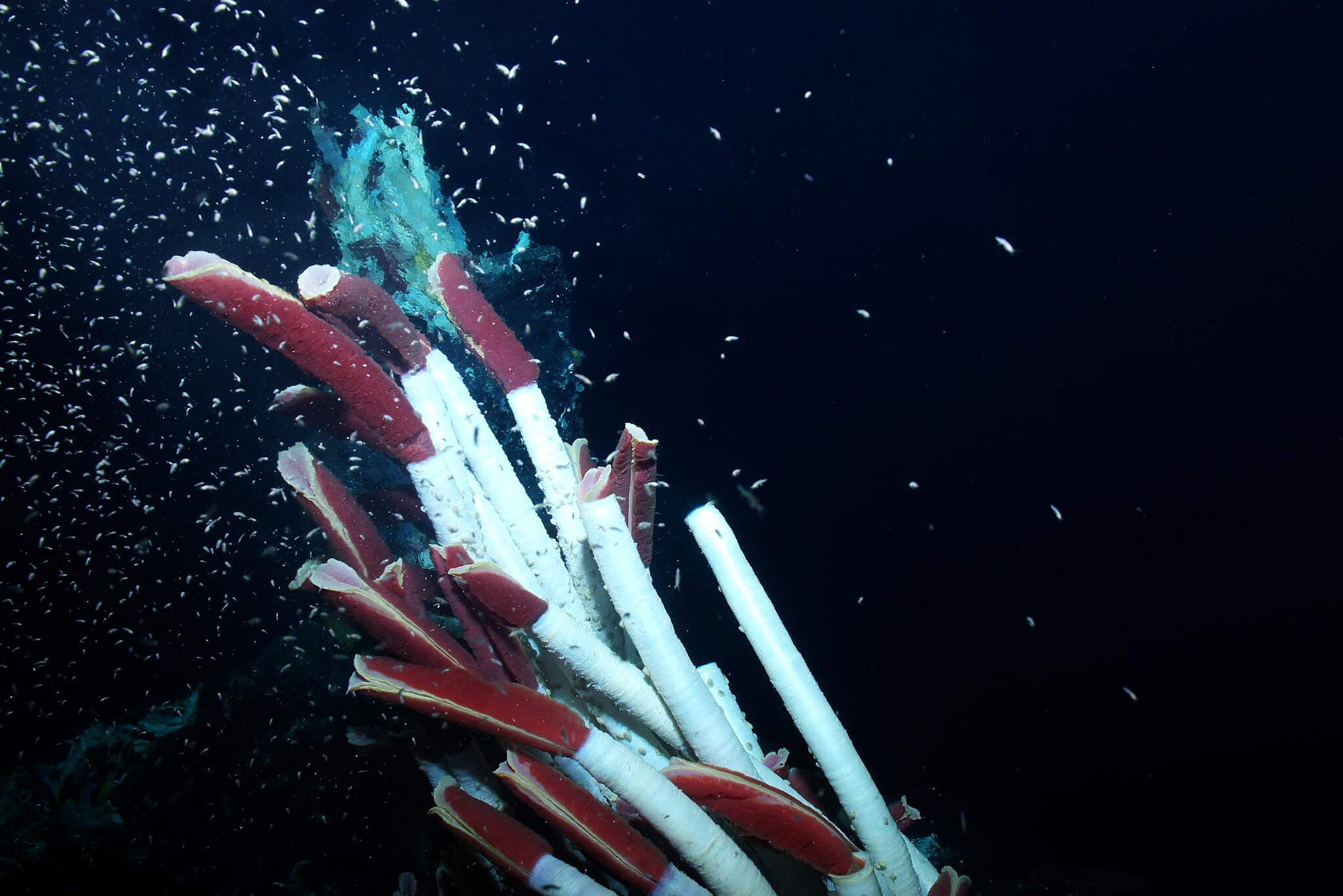 7 Creatures That Live Without Sunlight