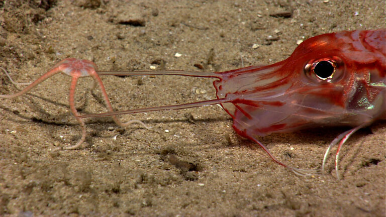 11 Ocean Floor Creatures Only Seen Once
