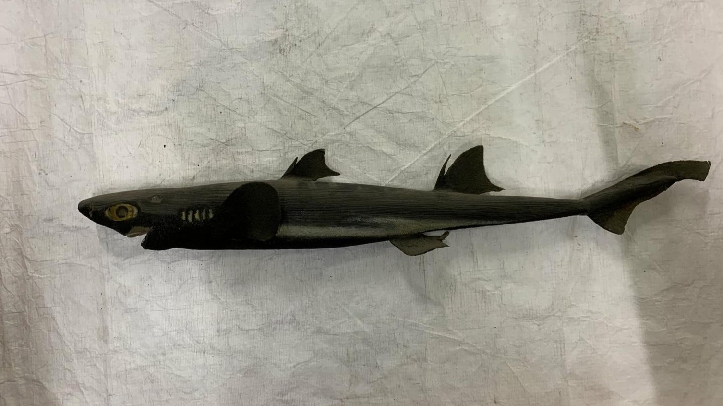 9 Sharks That Glow in the Dark And Why