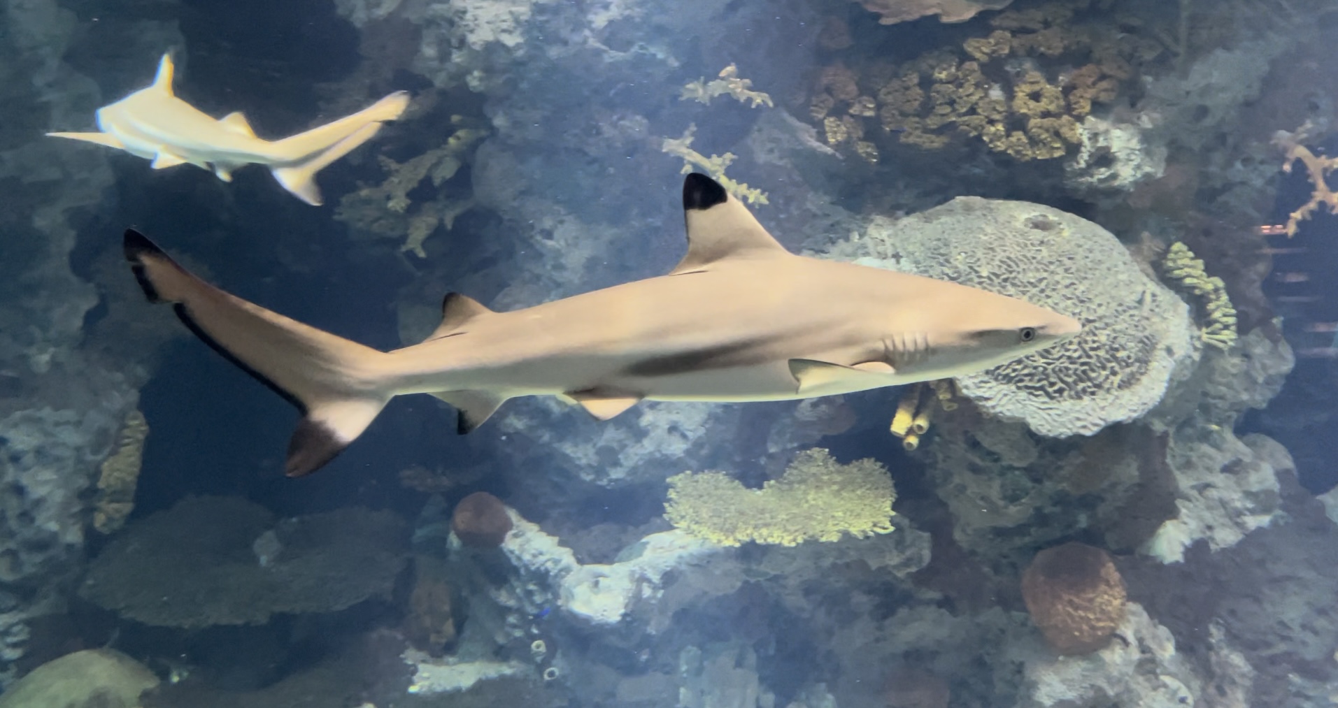 The Shark That Gave Birth to Clones—Without Mating