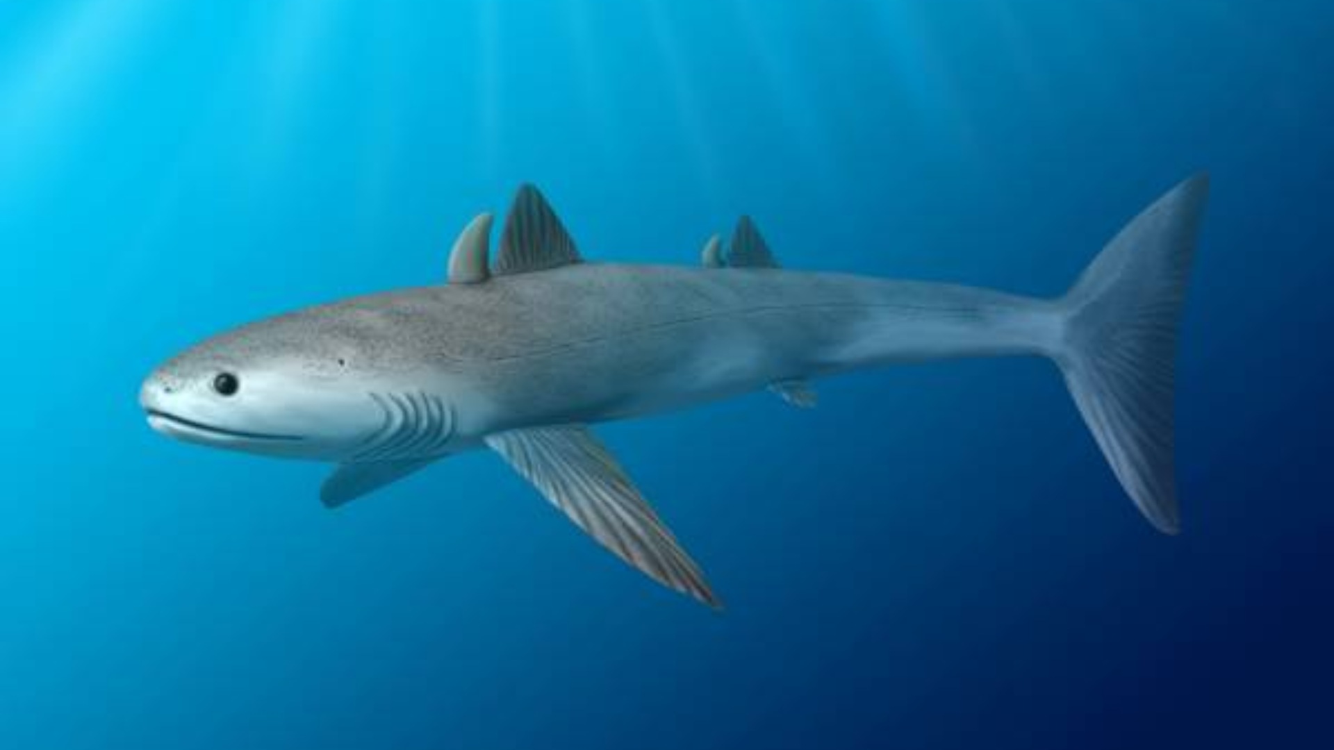 11 Prehistoric Sharks That Once Ruled the Seas