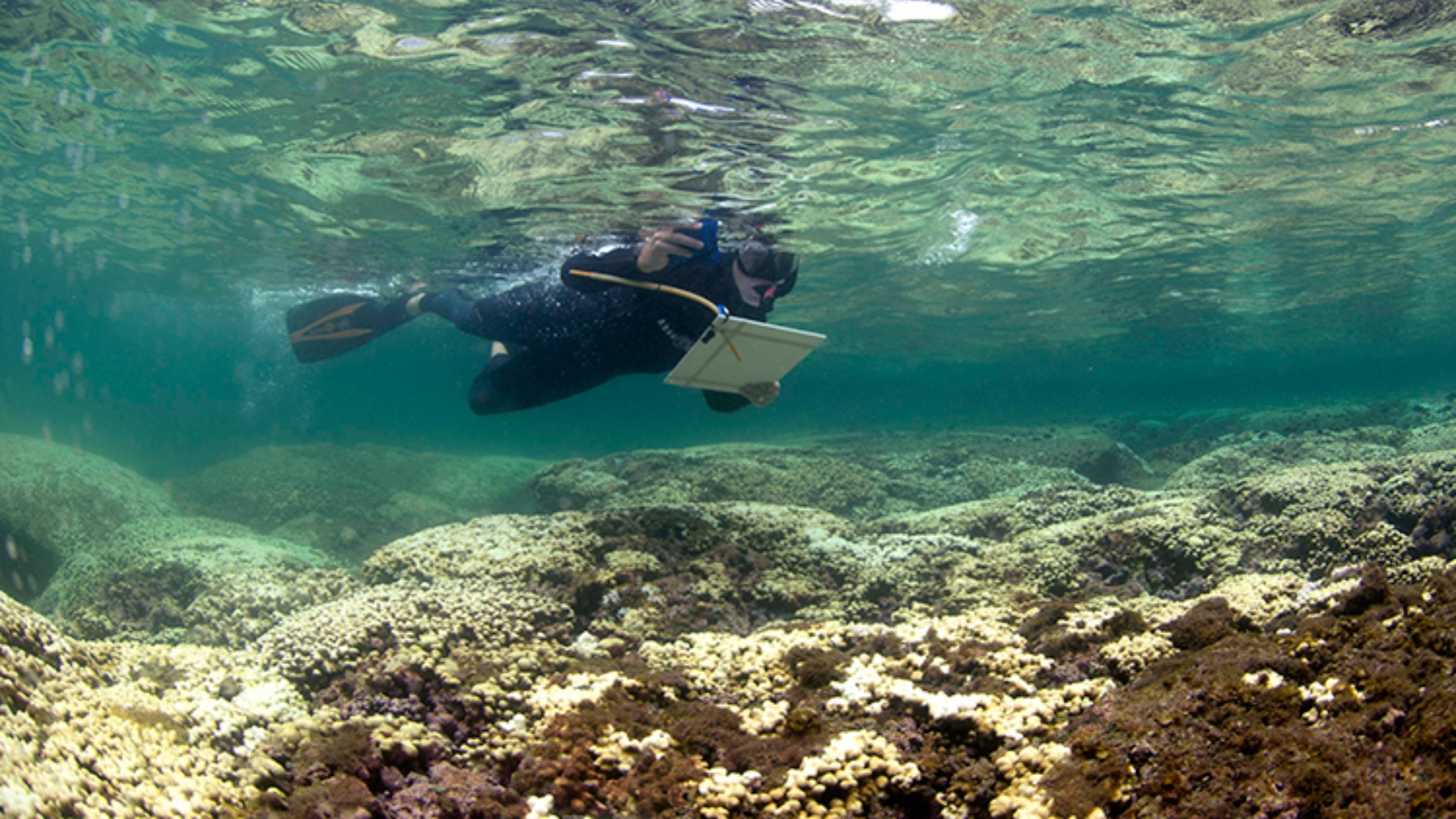 Why Coral Bleaching Disrupts Whale Feeding Patterns