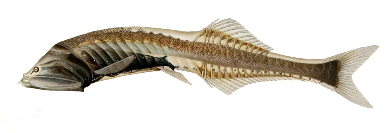 7 Deep-Ocean Fish With Mirrored Eyes