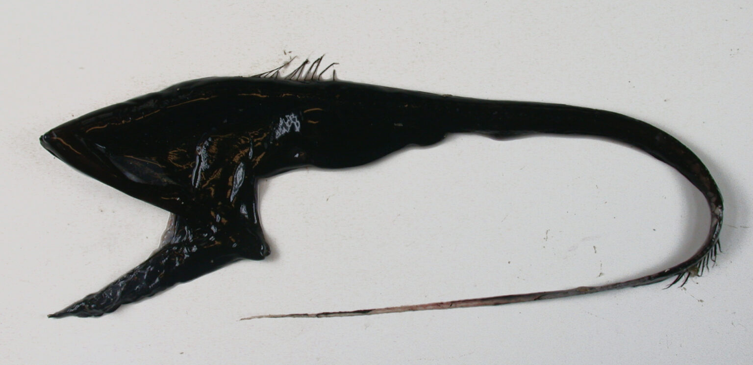 8 Deep-Sea Ambush Predators You Don’t Want to Meet