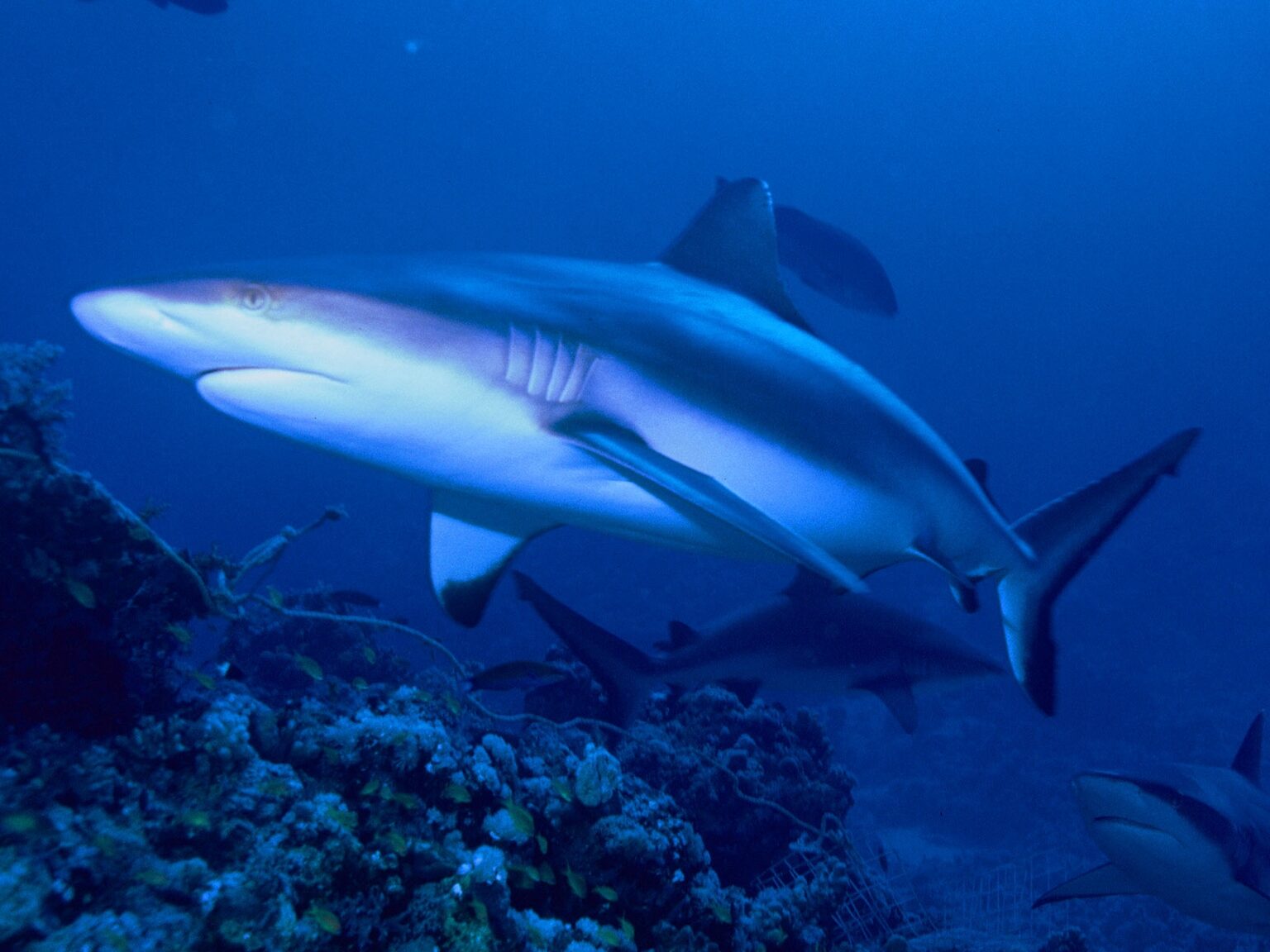 The Shark That Hunts in Packs Like Wolves