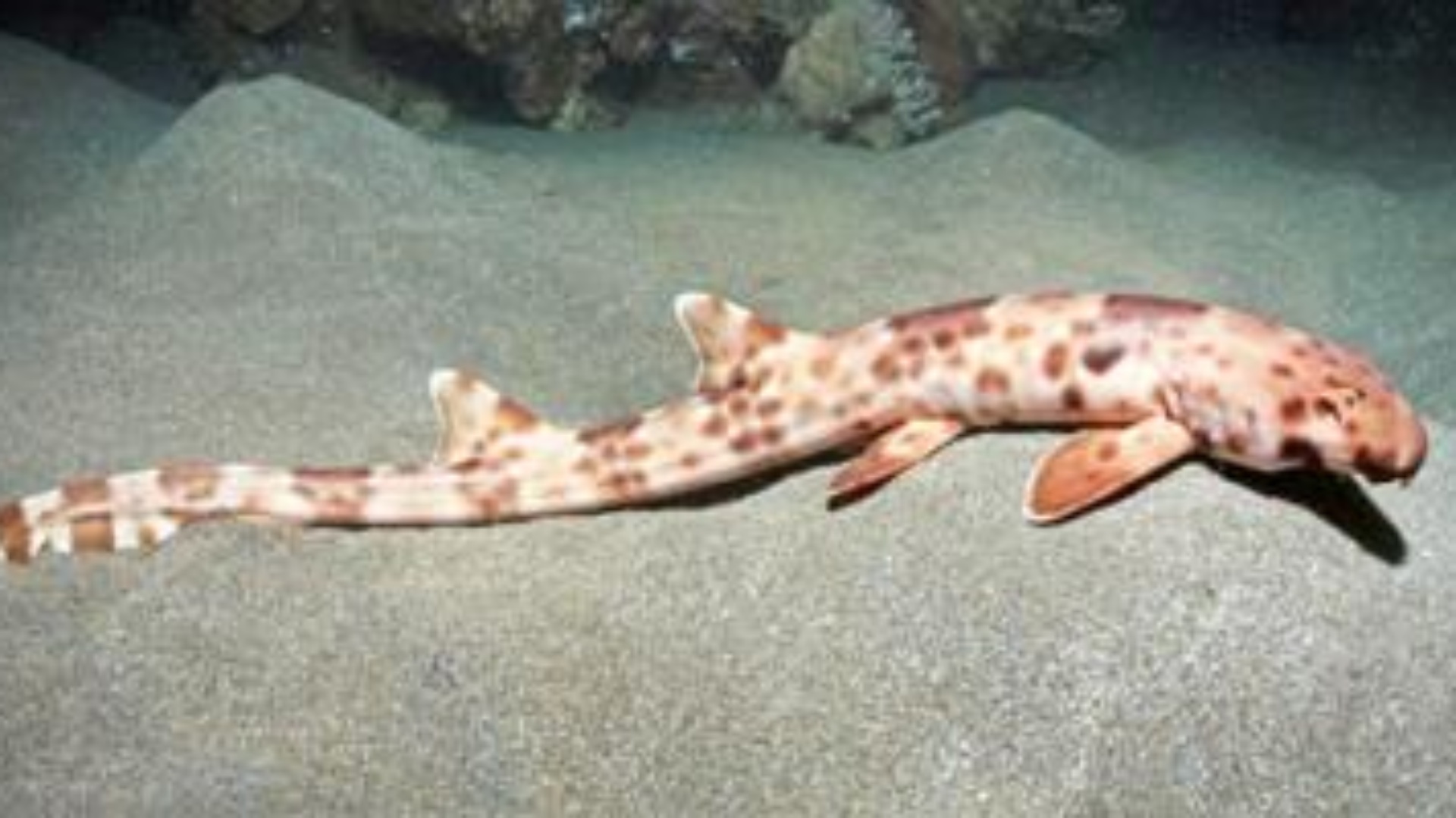 4 Sharks That Can Walk on Land
