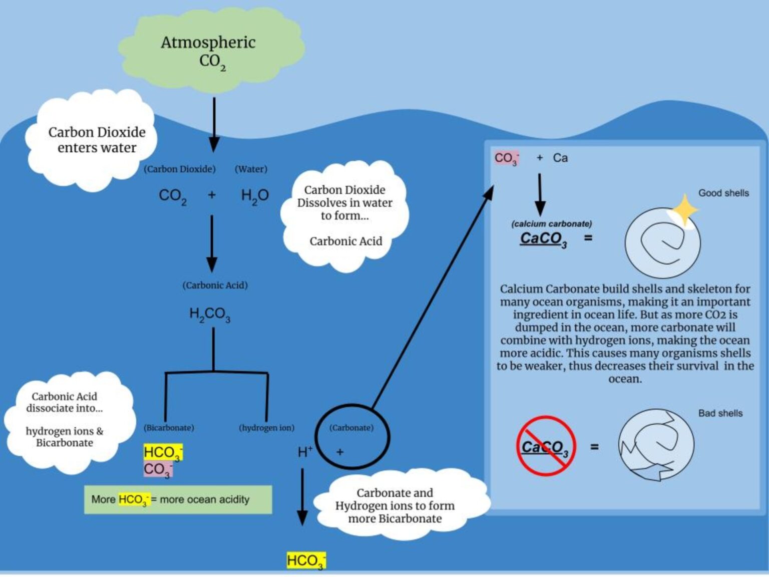 Why Coral Bleaching Disrupts Whale Feeding Patterns