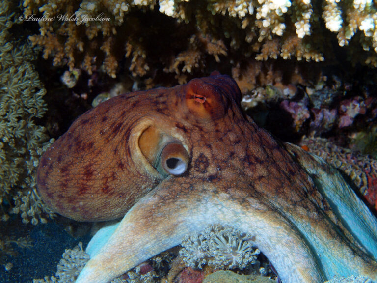 The Octopus That Changes Texture to Blend Into Rocks