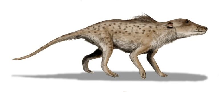 The Oldest Known Whale Ever Found