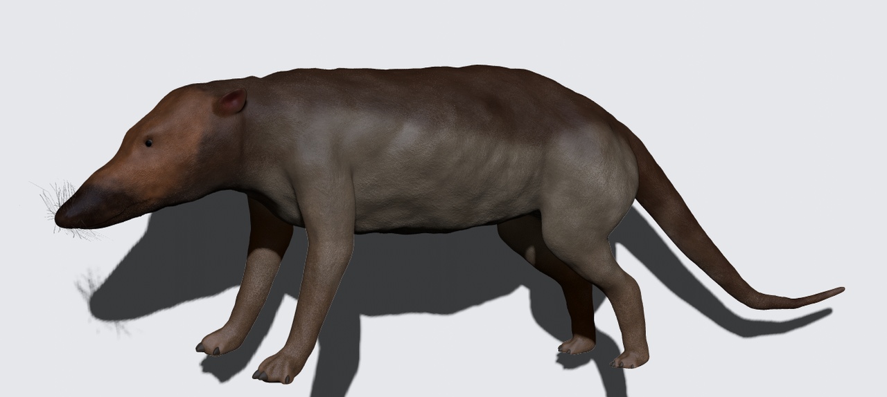 The Oldest Known Whale Ever Found