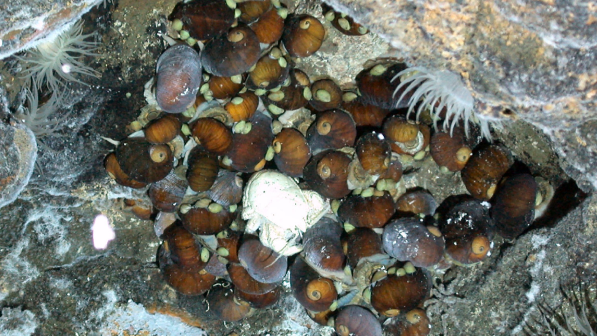 Top 10 Creatures Found Near Hydrothermal Vents