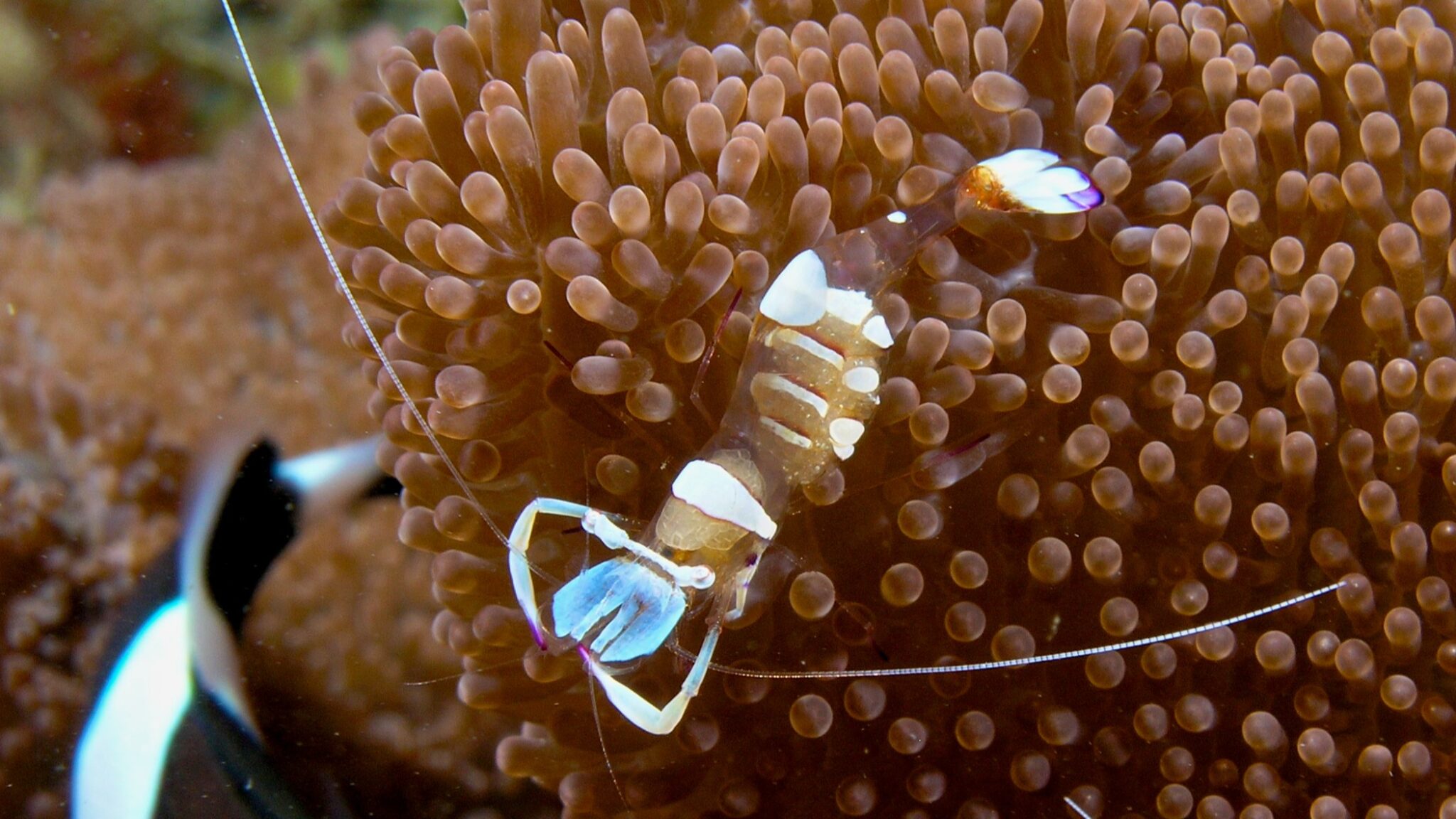 Why Some Deep-Sea Crustaceans Are Transparent