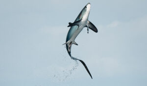 11 Sharks With Jaw-Dropping Adaptations