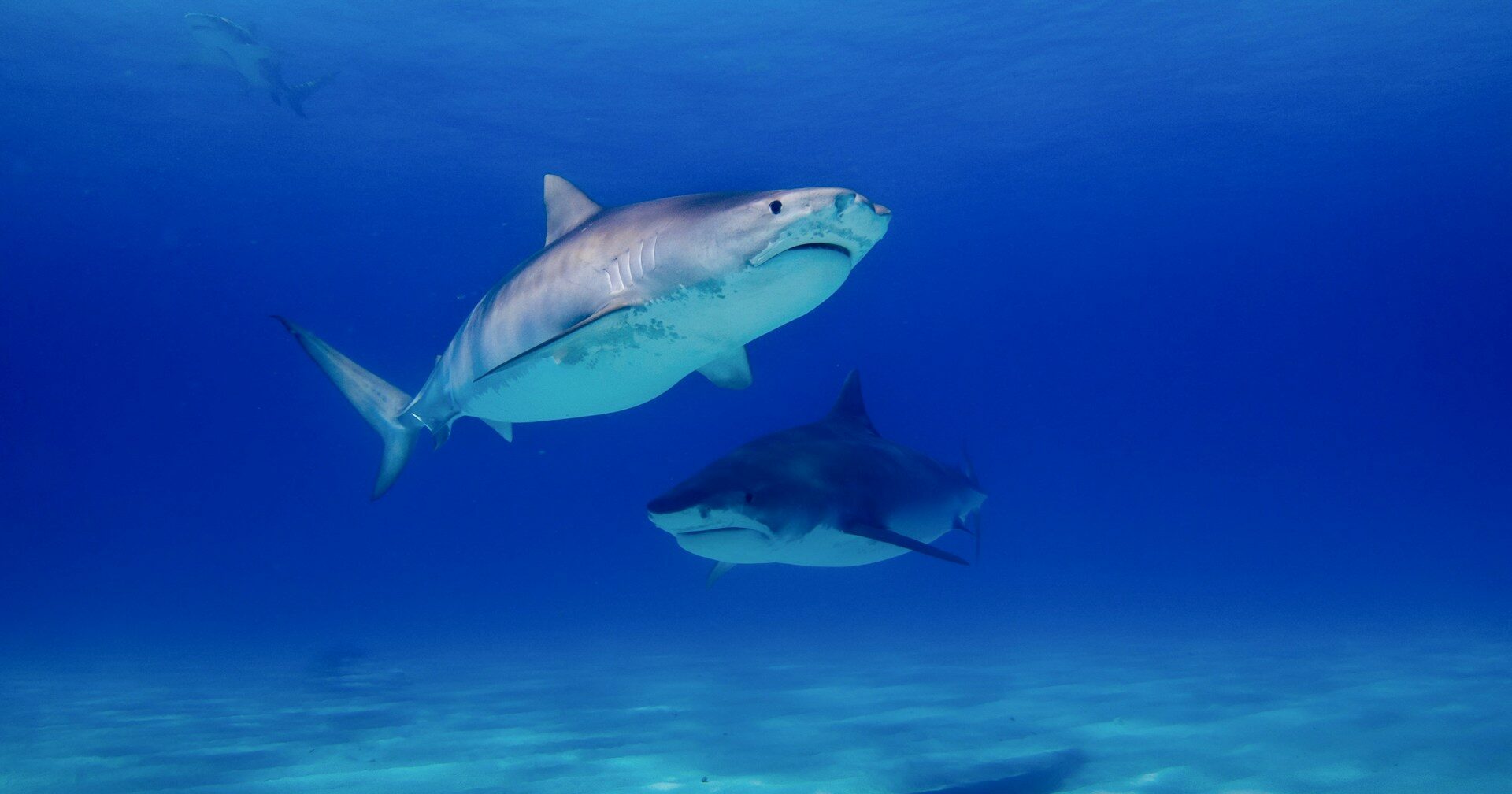 11 Ways Sharks Help Keep Oceans Healthy
