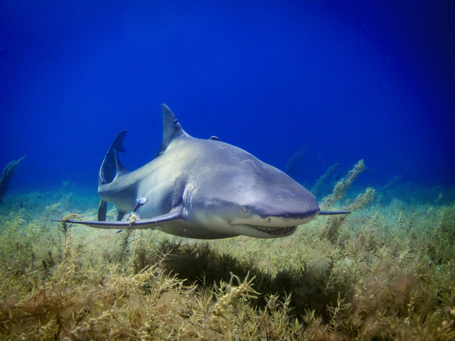 12 Times Sharks Showed Signs of Intelligence