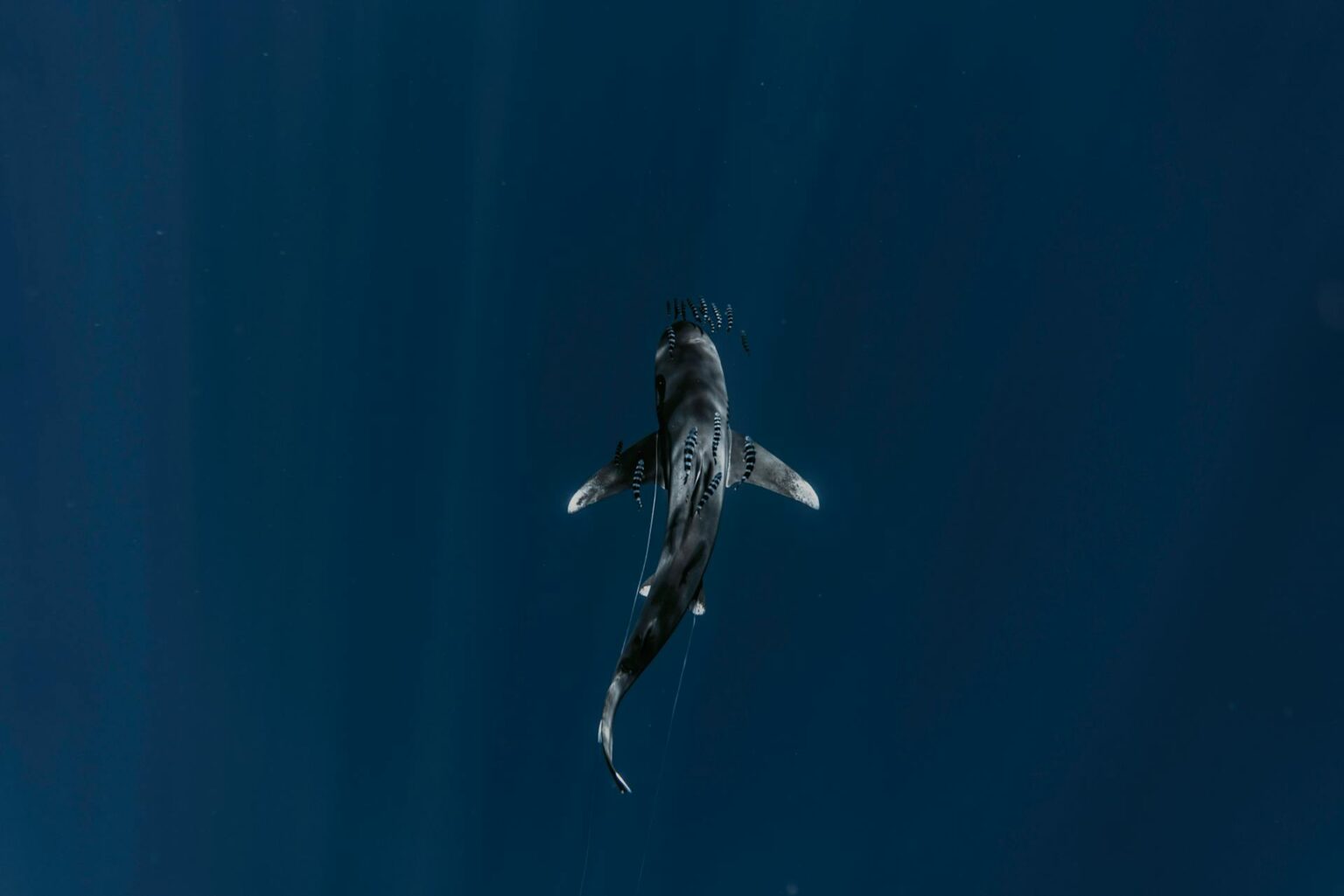 11 Prehistoric Sharks That Once Ruled the Seas