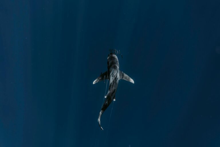 11 Prehistoric Sharks That Once Ruled the Seas