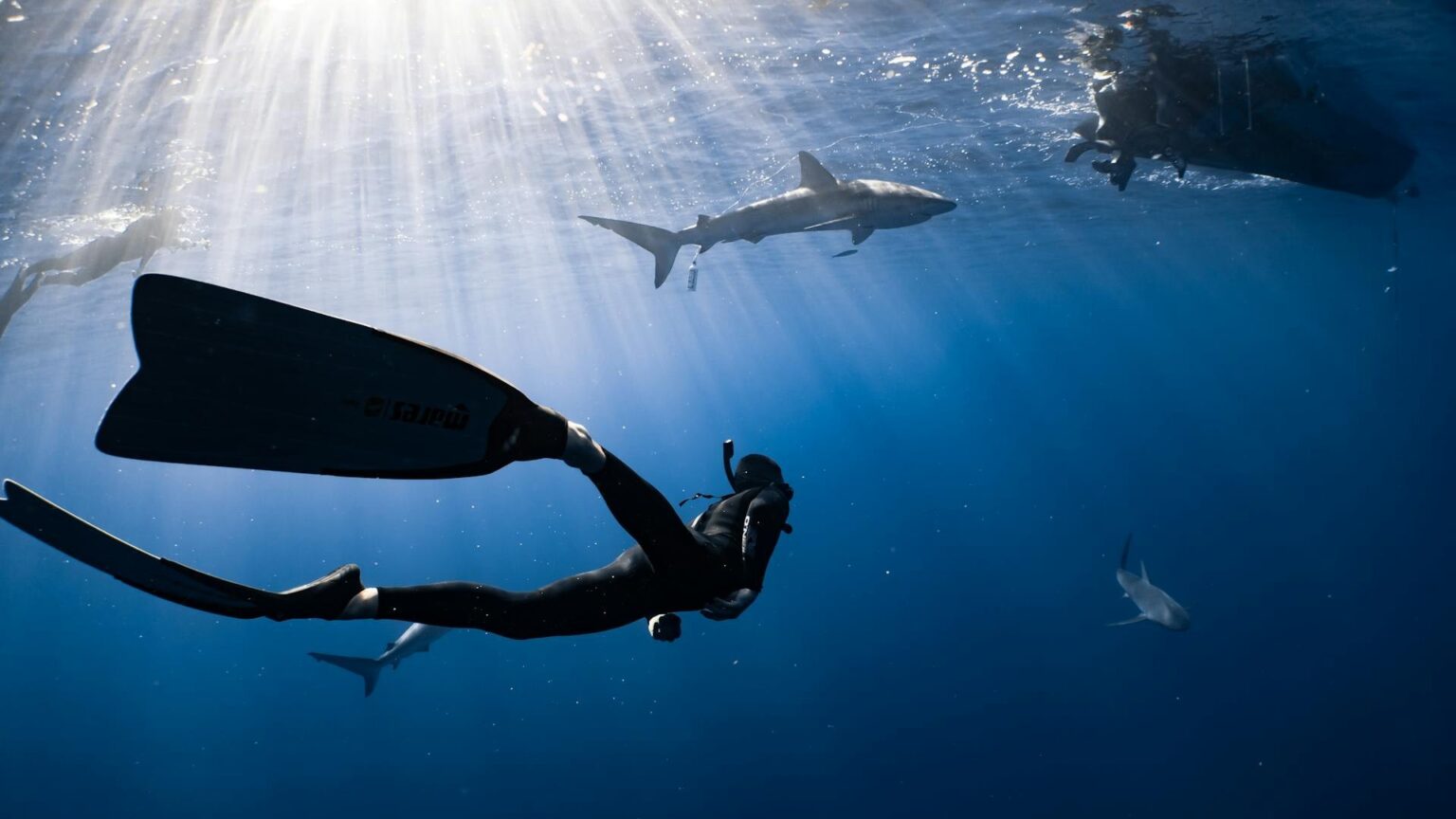 7 Shark Documentaries That Sparked Action