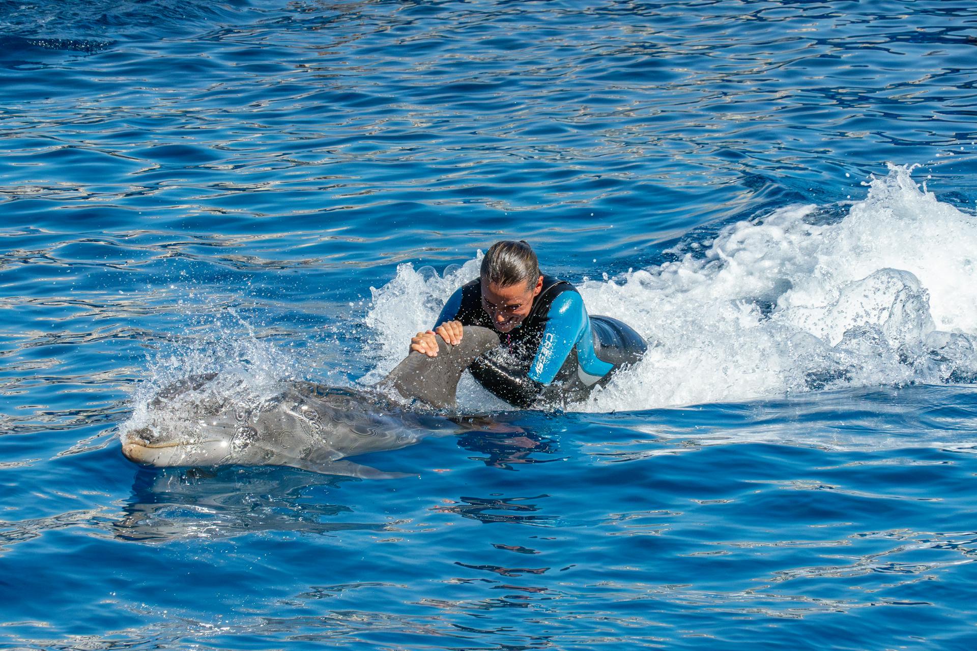 11 Dolphins That Saved Human Lives
