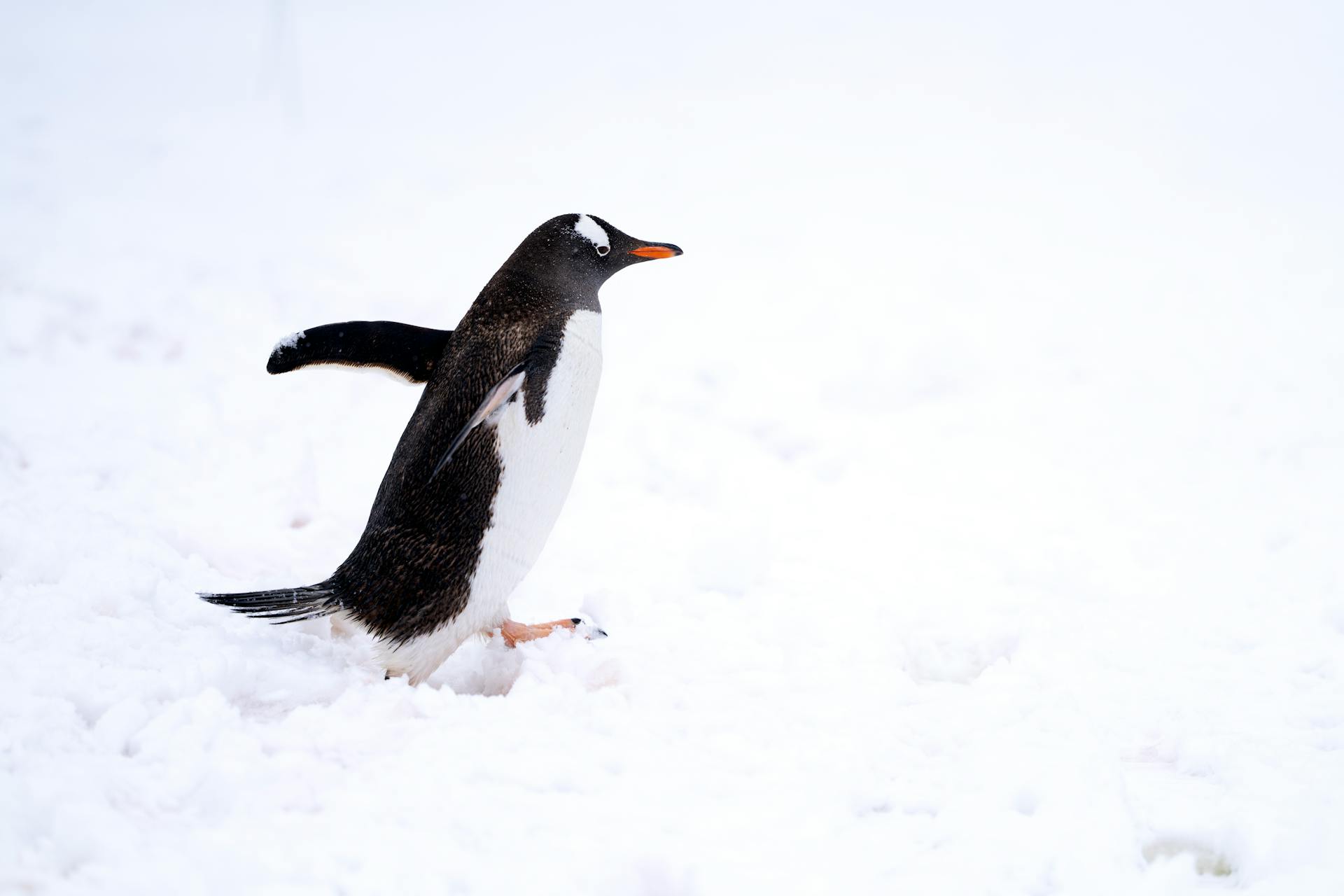 How Penguins Use Belly-Sliding to Gain Speed on Ice