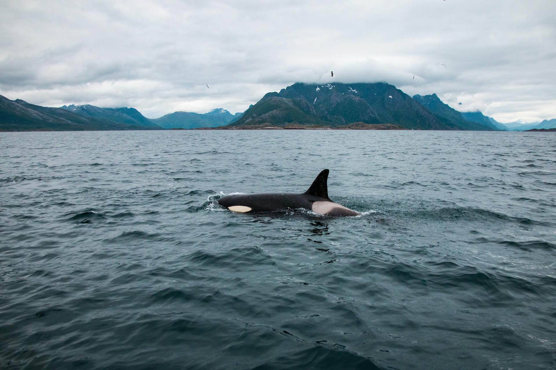 12 Unique Orca Traditions Passed Down Through Generations