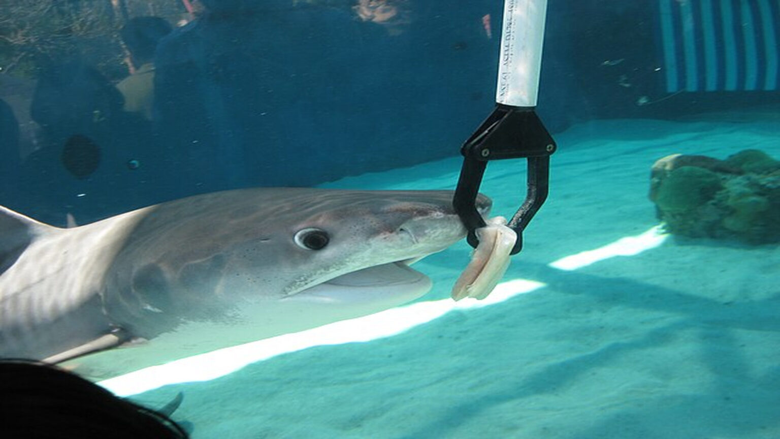 8 Surprising Shark Behaviors You Never Knew Existed