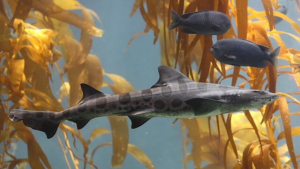 8 Surprising Shark Behaviors You Never Knew Existed
