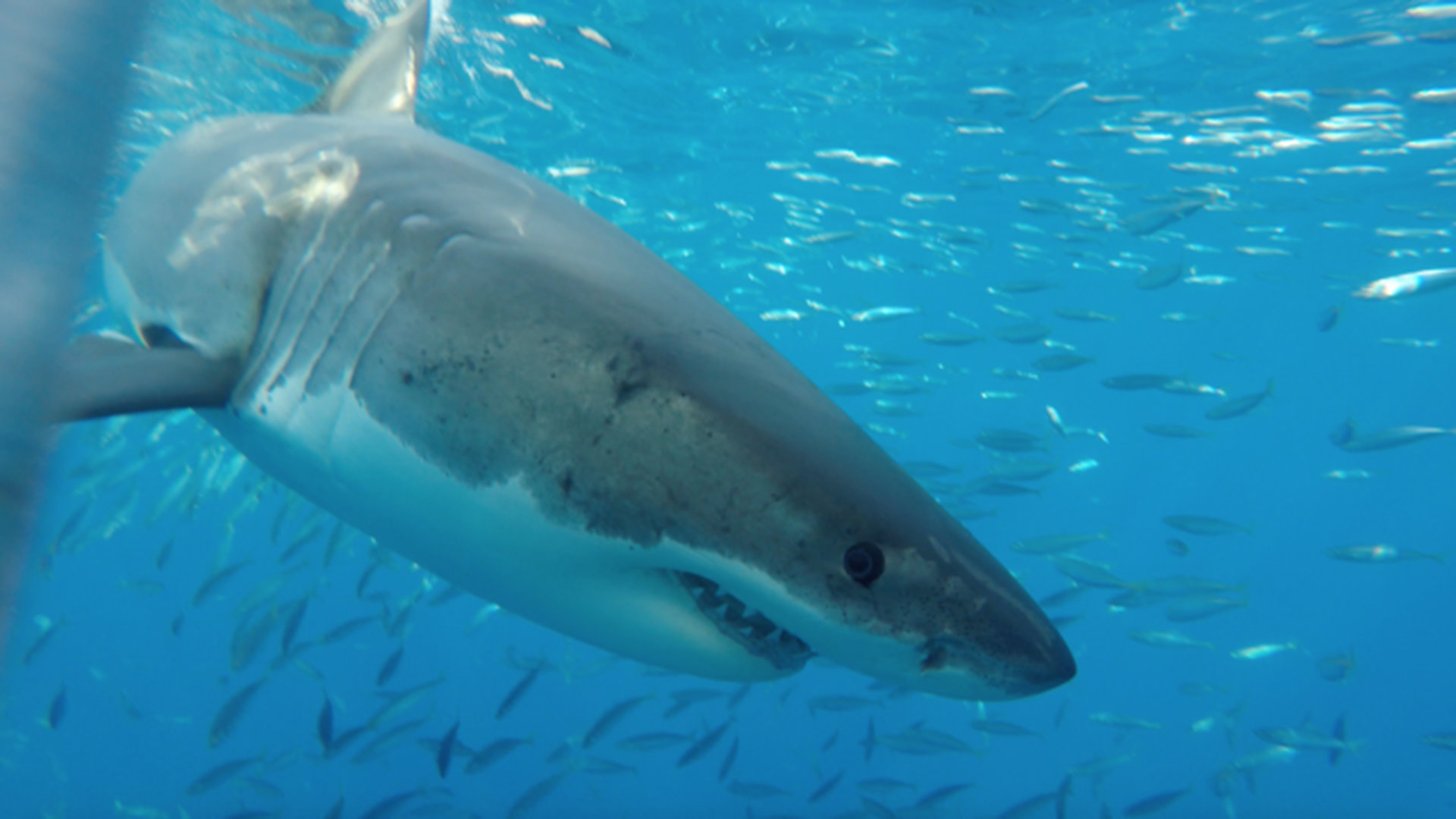 Top 10 Shark Skeleton Facts That Will Surprise You