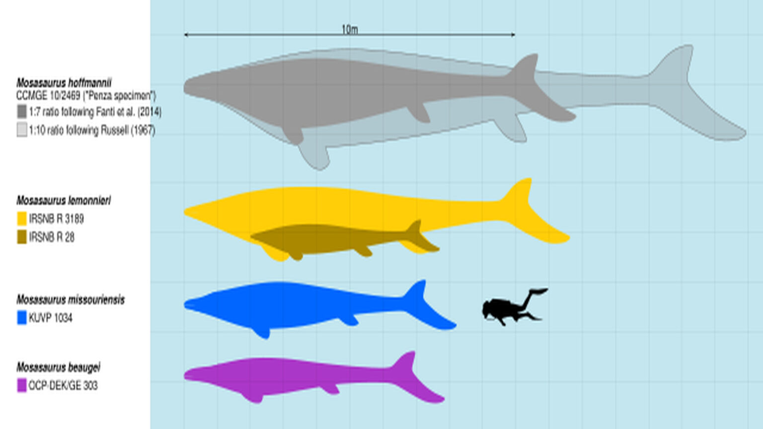 Top 10 Shark Skeleton Facts That Will Surprise You