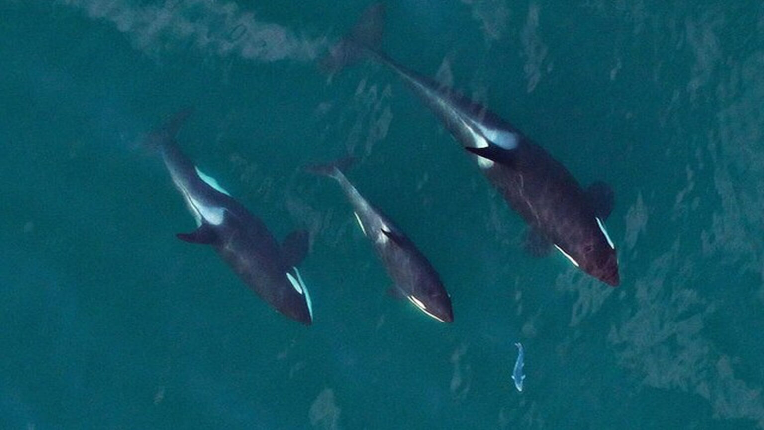 Top 8 Most Social Marine Animals