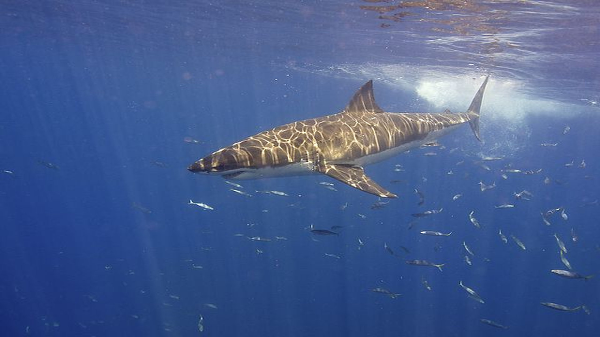 Top 10 Shark Skeleton Facts That Will Surprise You