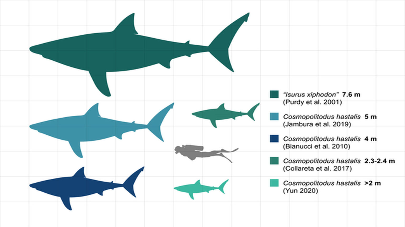Top 10 Shark Skeleton Facts That Will Surprise You