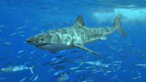 8 Surprising Shark Behaviors You Never Knew Existed